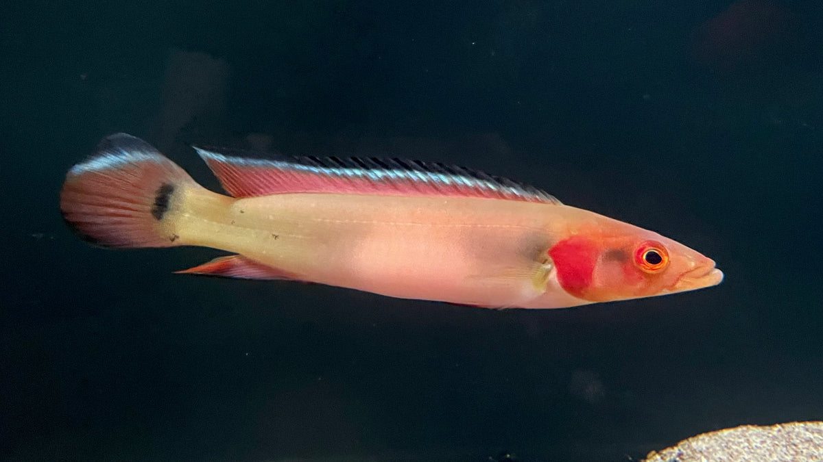 Red Atabapo Pike (Crenicichla Sp) – The Waterfront SLC