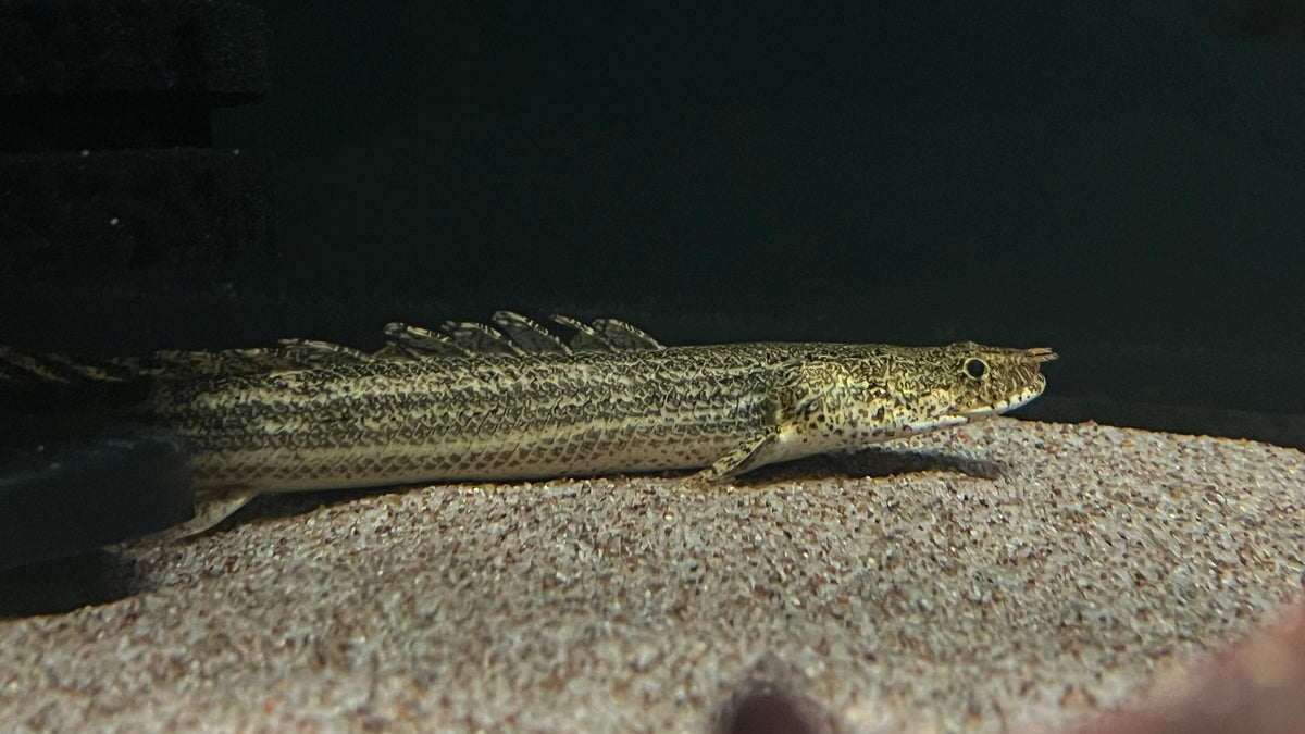 Lapradei Bichir (Polypterus lapradei) – The Waterfront SLC
