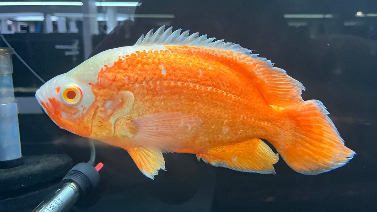 Super Red Oscar (Astronotus ocellatus) – The Waterfront SLC