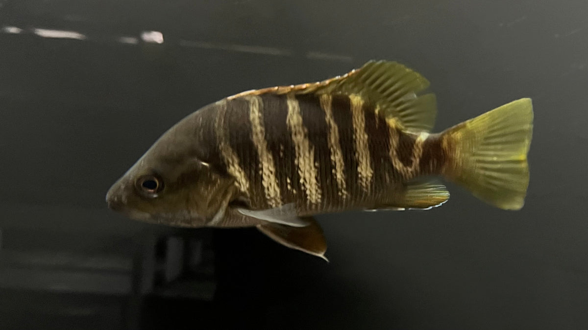 Papua Black Snapper (Lutjanus goldiei) – The Waterfront SLC