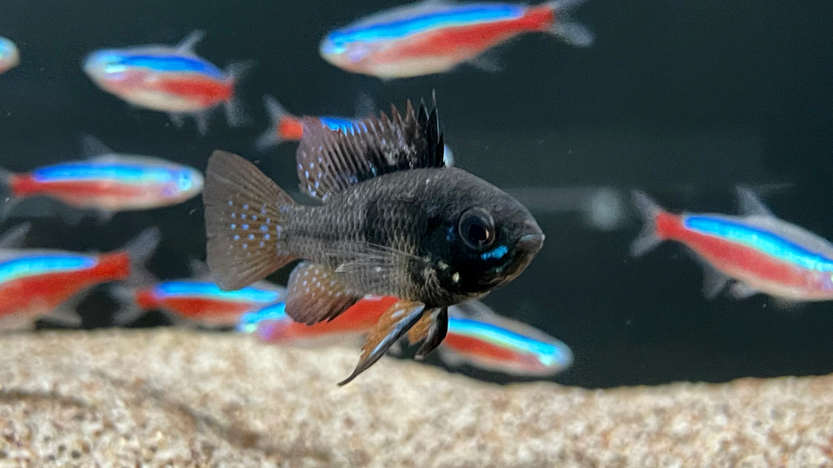 Israeli Black Rams (Mikrogeophagus ramirezi) – The Waterfront SLC