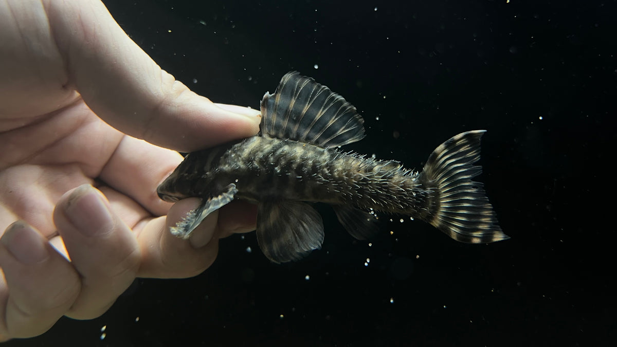 L-494 Paru Tiger Pleco (Peckoltia sp.) - Male (WYSIWYG) – The ...