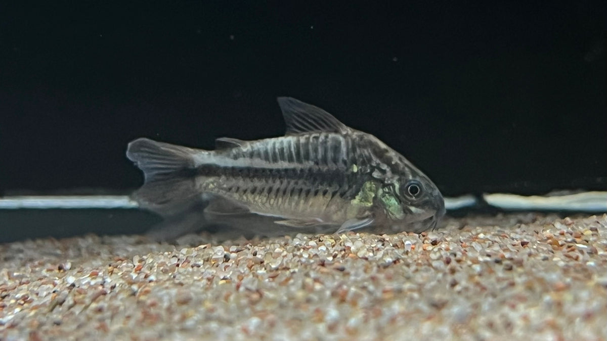 Elegant Cory (Corydoras elegans) – The Waterfront SLC