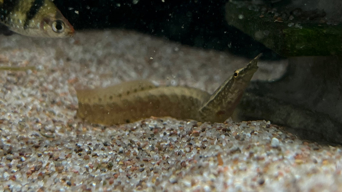 Half Banded Spiny Eel (Macrognathus circumcinctus) – The Waterfront SLC