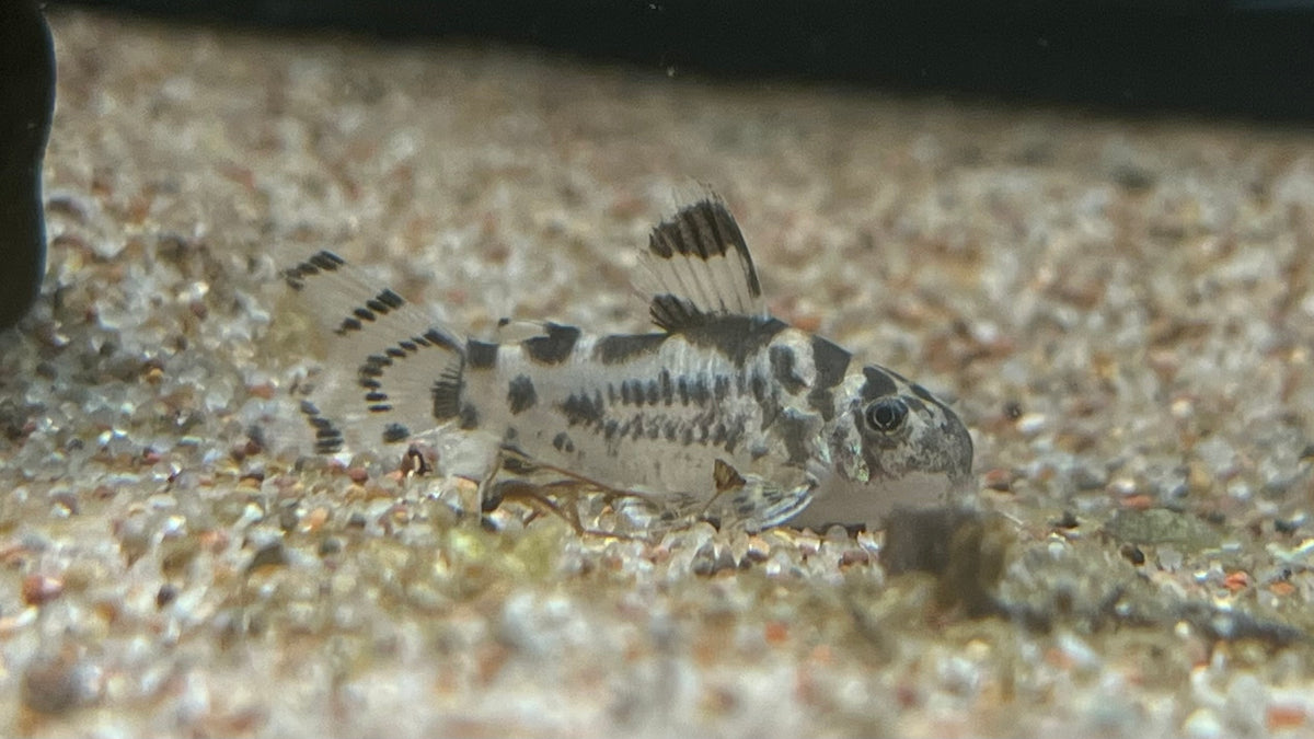 CW-111 Vulcan Corydora (Hoplisoma sp.) - *RARE*SUPER SALE* – The ...