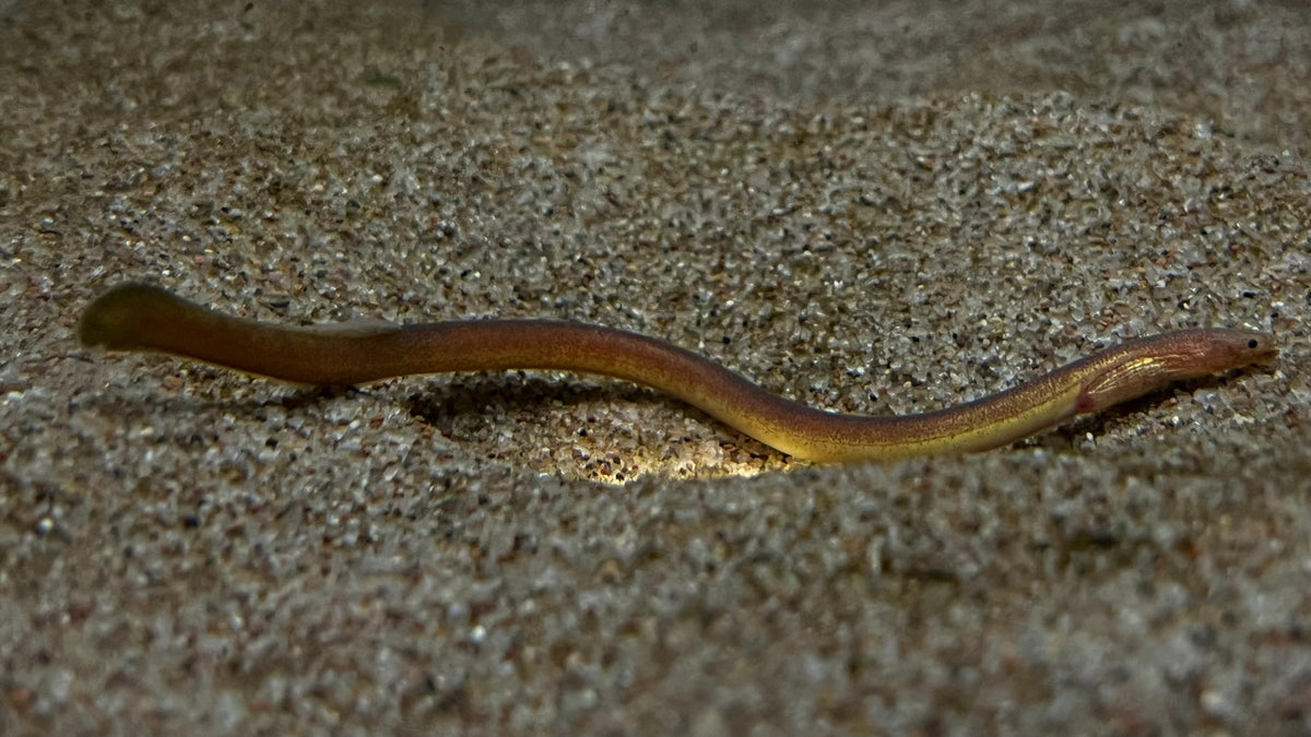 Pink Paddletail Eel (Moringua raitaborua) – The Waterfront SLC