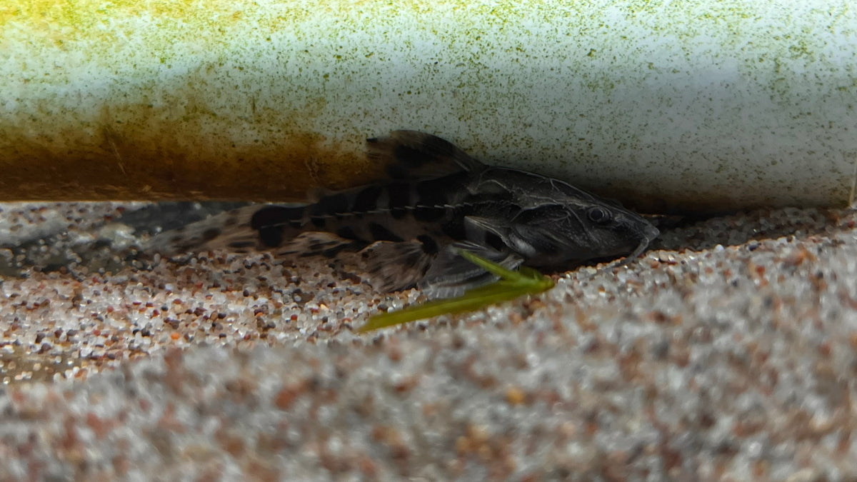 Irwini Catfish (Megalodoras Uranoscopus) – The Waterfront SLC