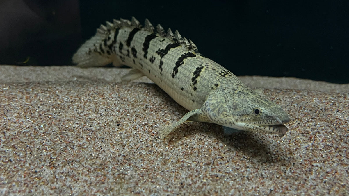 Royal Delhezi Bichir (Polypterus delhezi) – The Waterfront SLC