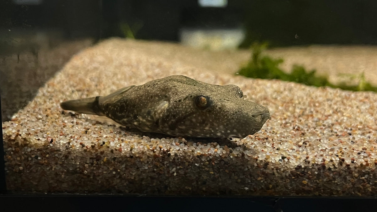 Arrowhead Pufferfish (Pao suvattii) – The Waterfront SLC