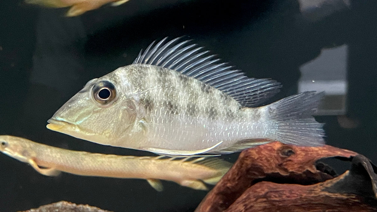 Geophagus Jurupari (Satanoperca jurupari) – The Waterfront SLC