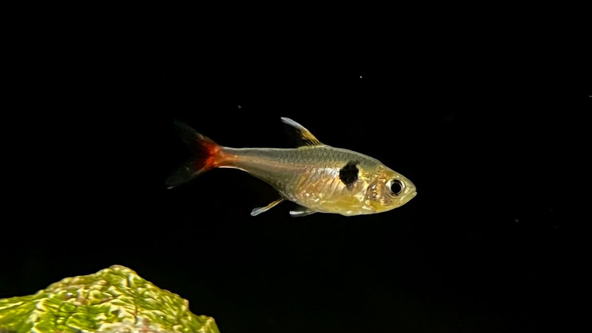Yellow Phantom Tetra (Hyphessobrycon roseus) – The Waterfront SLC
