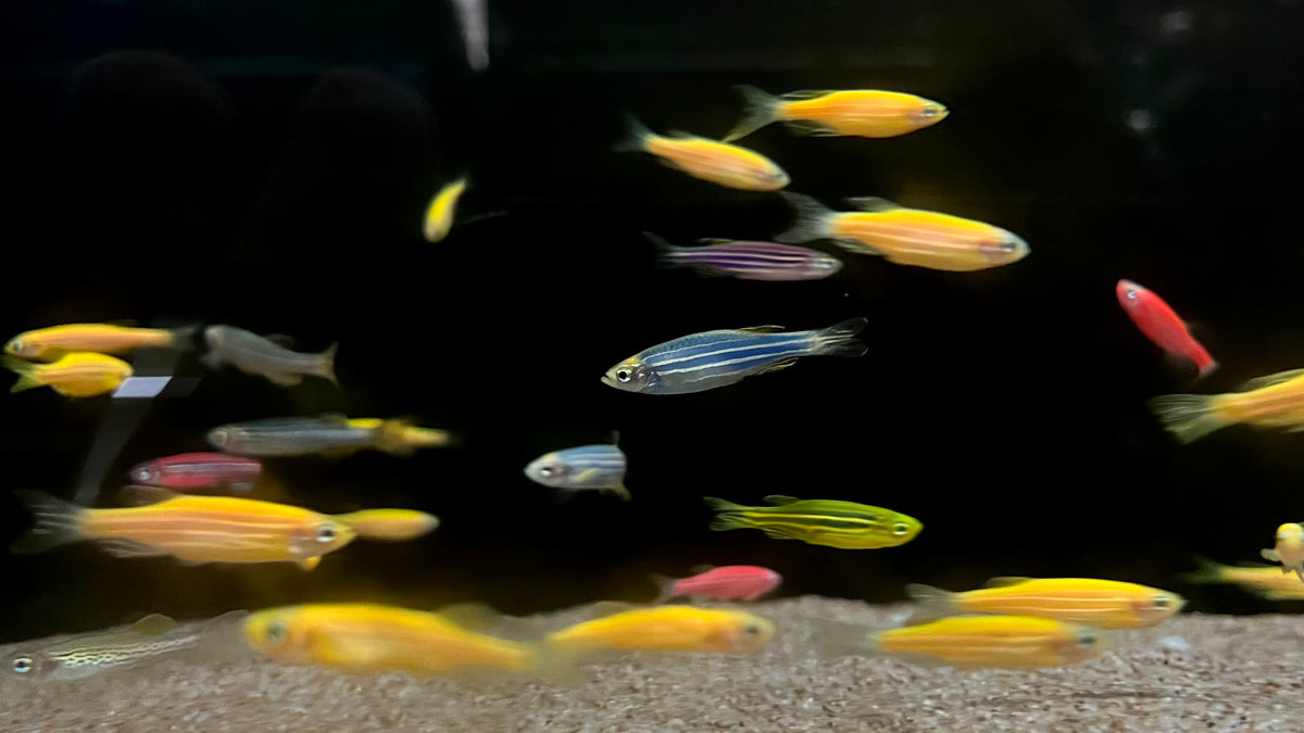 Glofish Danio (Danio rerio) – The Waterfront SLC
