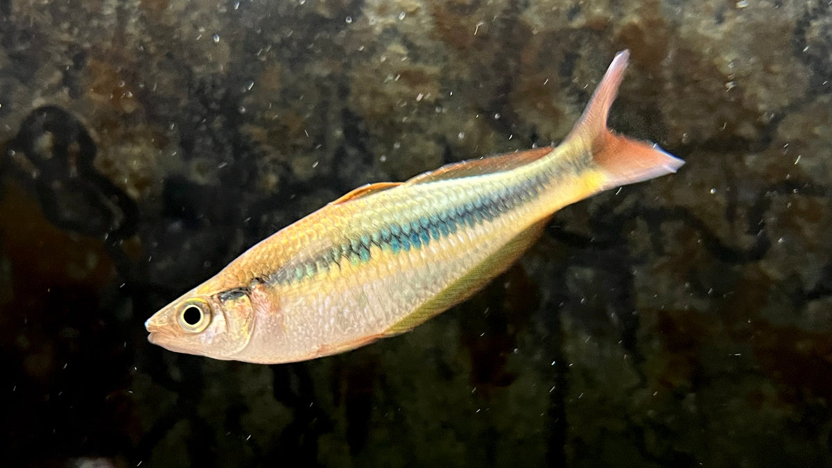 Chilatherina alleni “Wapoga red form” - PAIR – The Waterfront SLC