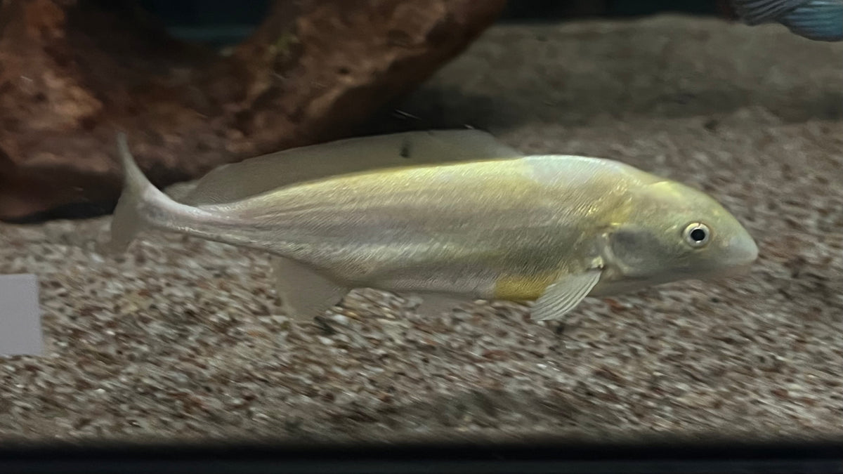 Platinum Dolphin Fish (Mormyrus Longirostris) - Very Rare – The ...