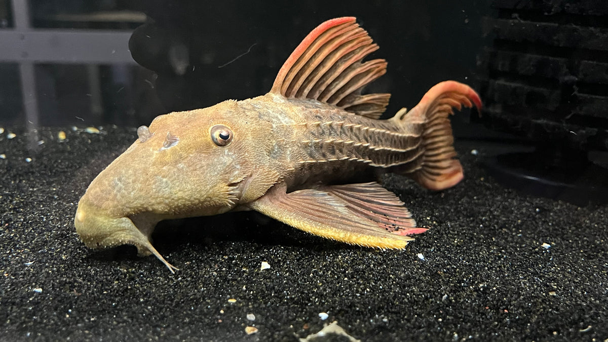 L-24 Red Fin Cactus Pleco (Pseudacanthicus pitanga) – The Waterfront SLC