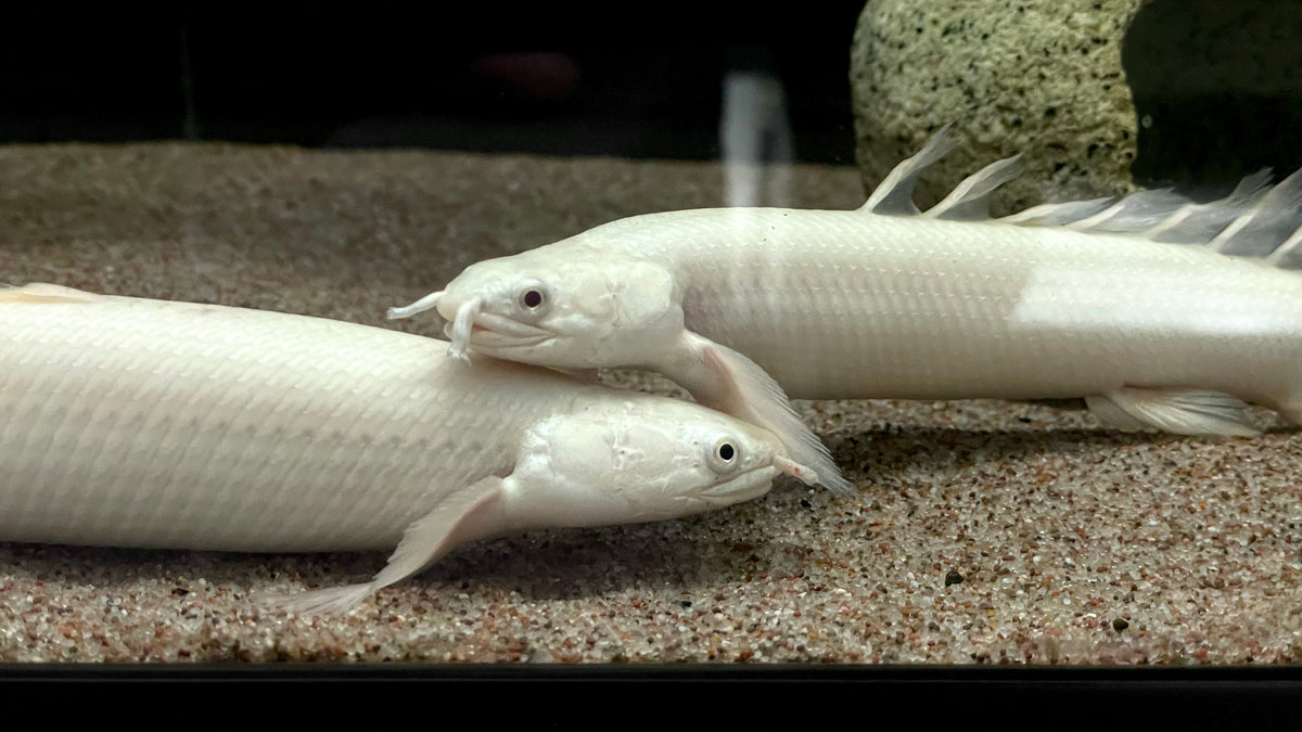Longfin Platinum Senegal Bichir (Polypterus senegalus) - PAIR – The ...
