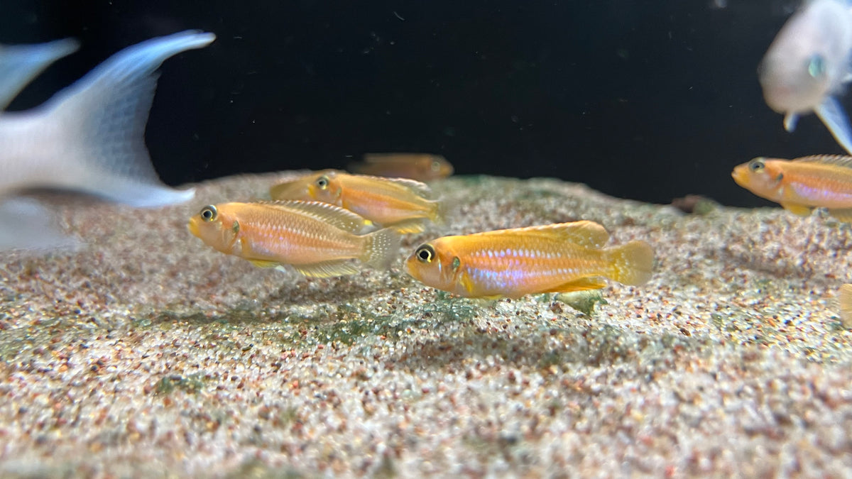 Gold Ocellatus (Lamprologus ocellatus) - Small – The Waterfront SLC