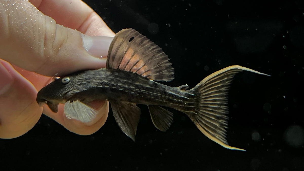 L-24 Red Fin Cactus Pleco (Pseudacanthicus pitanga) – The Waterfront SLC
