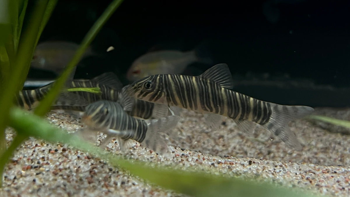 Zebra Loach (Botia striata) – The Waterfront SLC