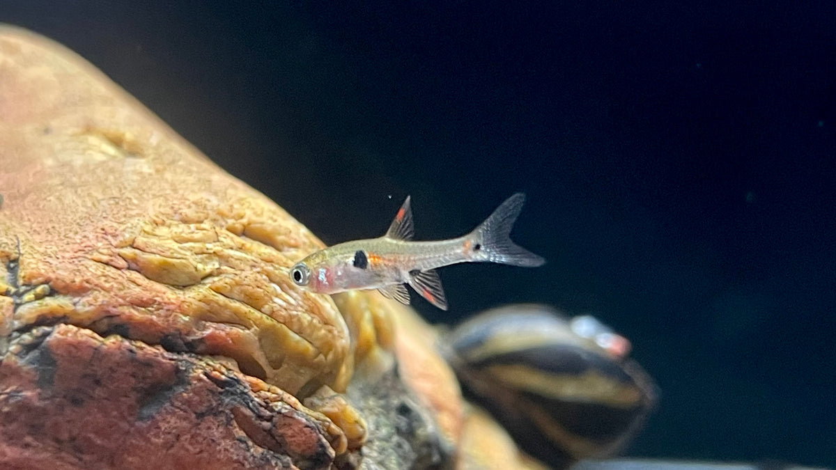 Red Mini Rasbora (Boraras sp.) – The Waterfront SLC