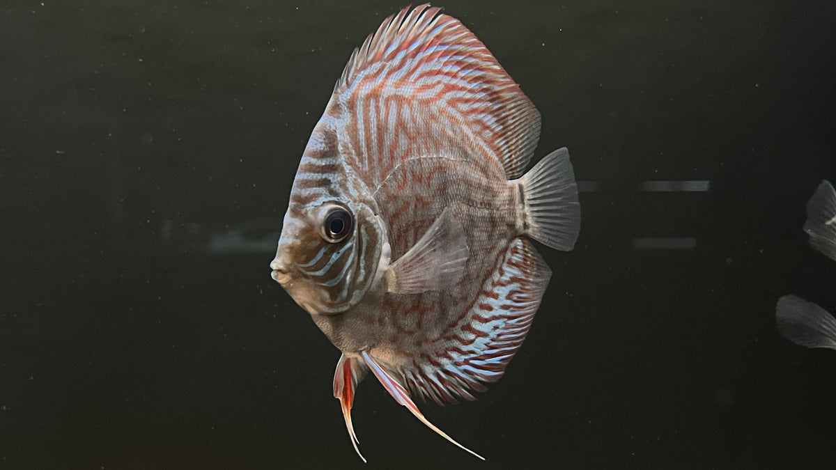 Tiger Turquoise Discus (Symphysodon sp.) - WYSIWYG – The Waterfront SLC