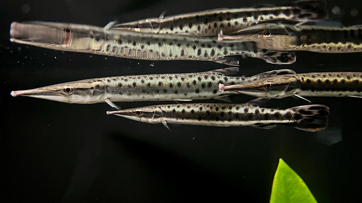 Marble Gar (Boulengerella maculata) – The Waterfront SLC