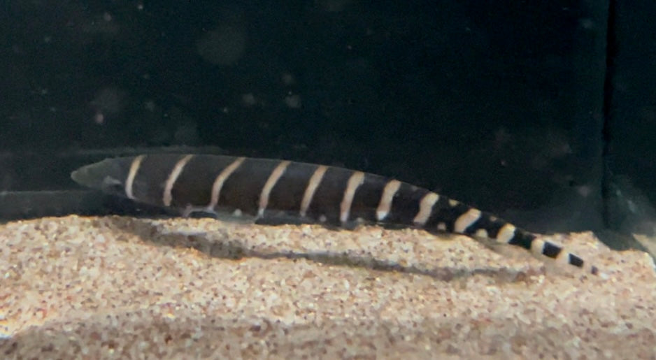 Tiger knifefish (Gymnotus tigre) – The Waterfront SLC