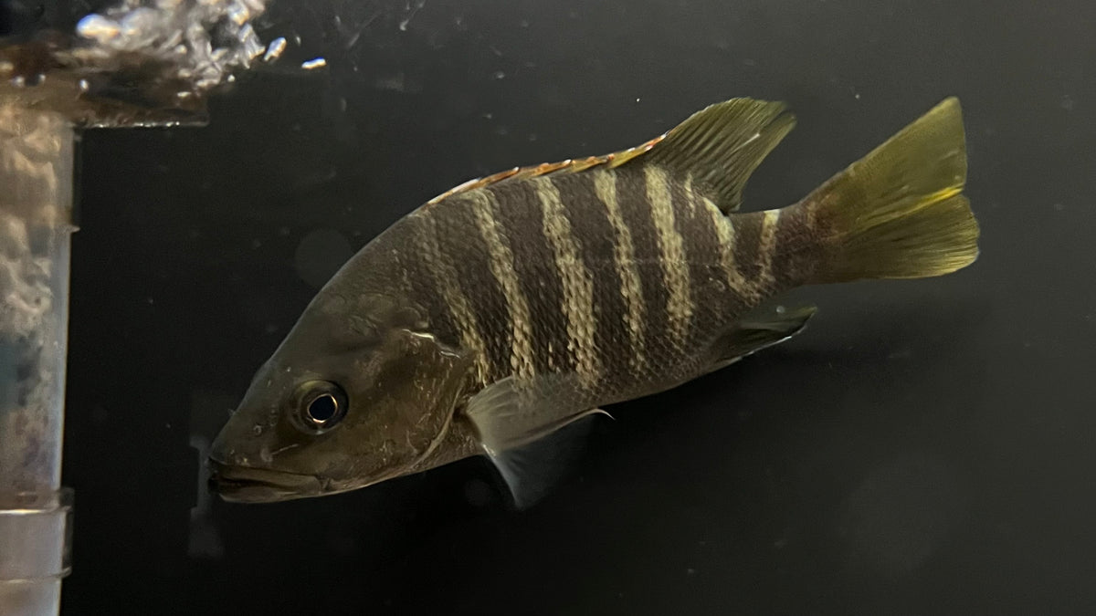 Papua Black Snapper (Lutjanus goldiei) – The Waterfront SLC