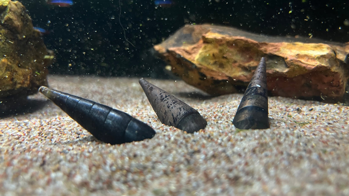 Black Devil Spike Snail (Faunus ater) – The Waterfront SLC