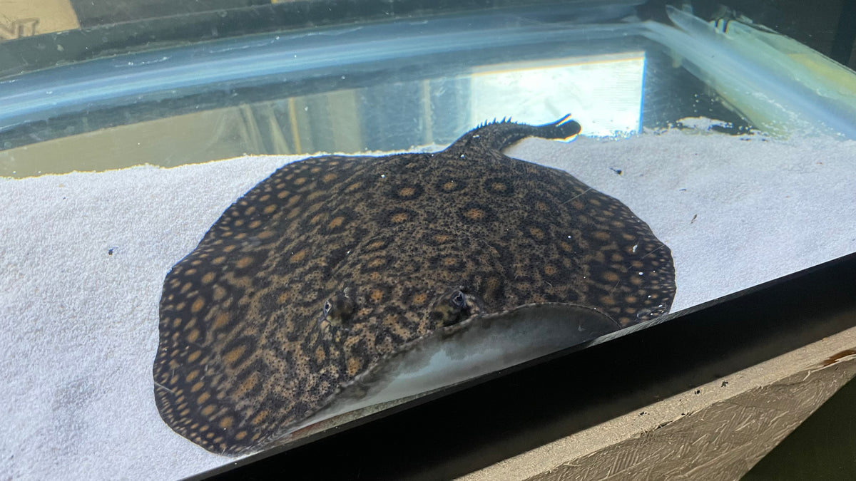 Mini Marble Stingray (Potamotrygon sp.) - FEMALE (WYSIWYG) – The ...