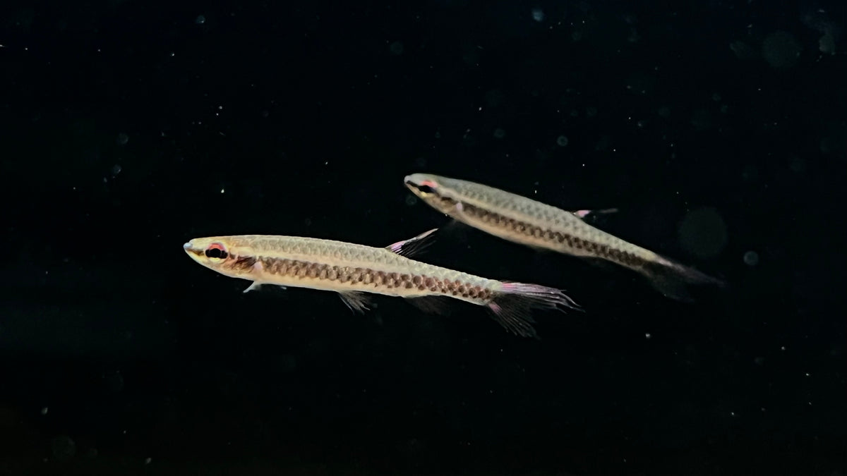 Spotted Tetra (Copella Nattereri) – The Waterfront SLC
