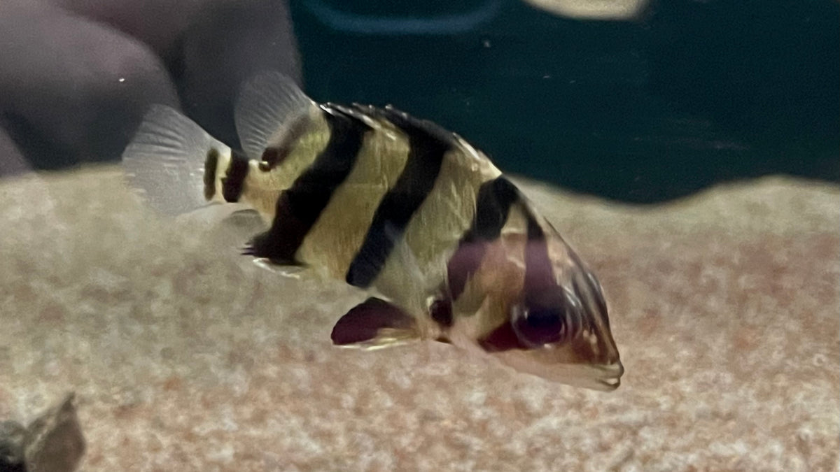 NTT Datnoid (Datnioides undecimradiatus) - SMALL – The Waterfront SLC