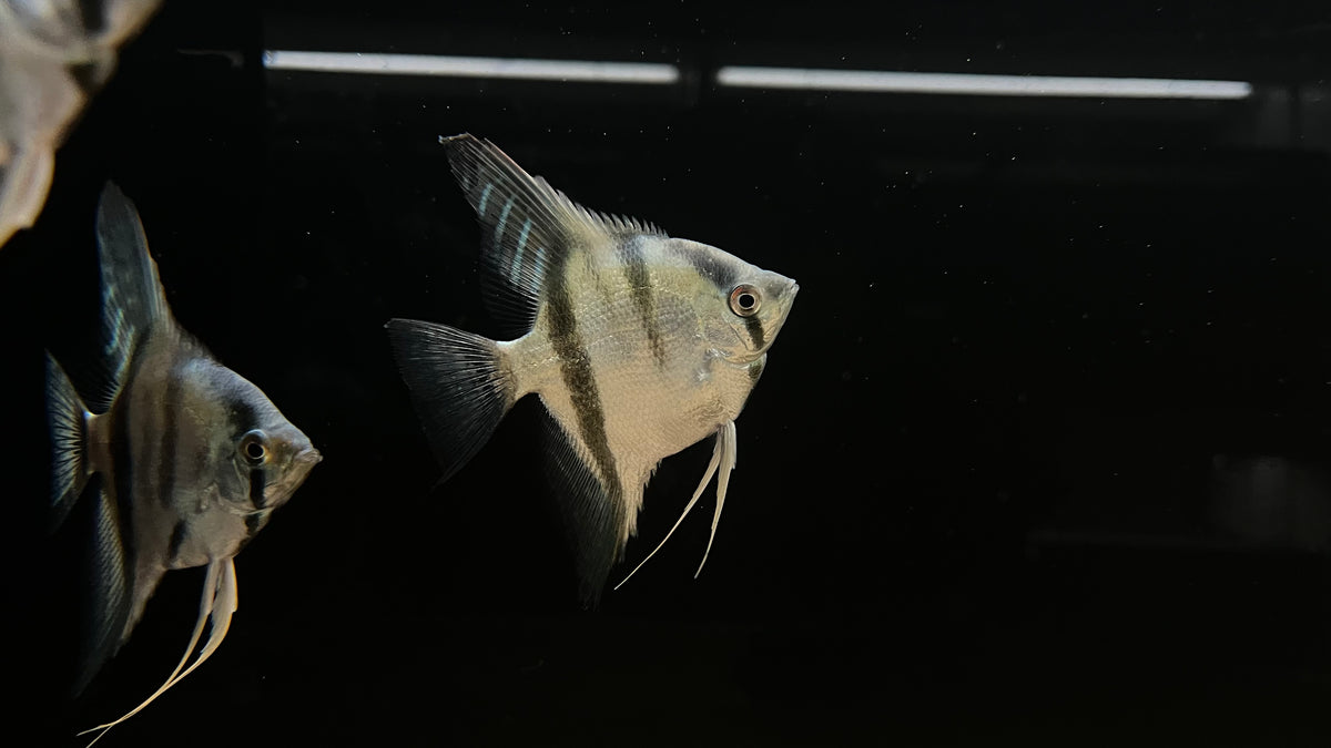 Philippine Blue Angelfish (Pterophyllum scalare sp.) – The Waterfront SLC