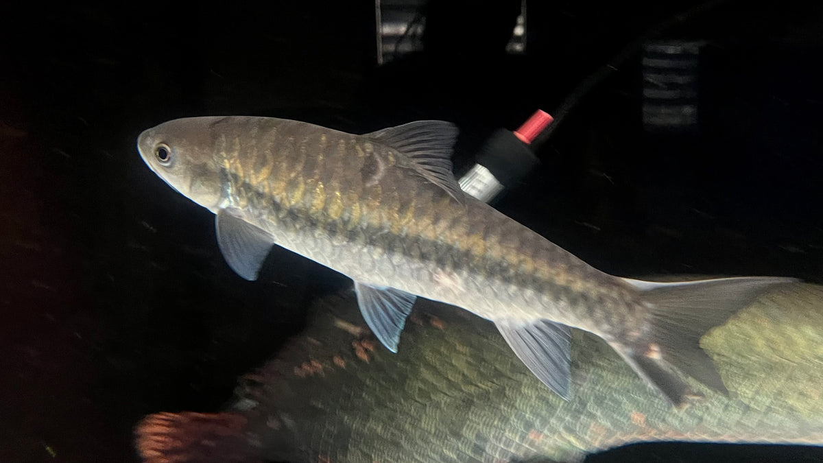 Thai Blue Mahseer - CARGO ONLY – The Waterfront SLC