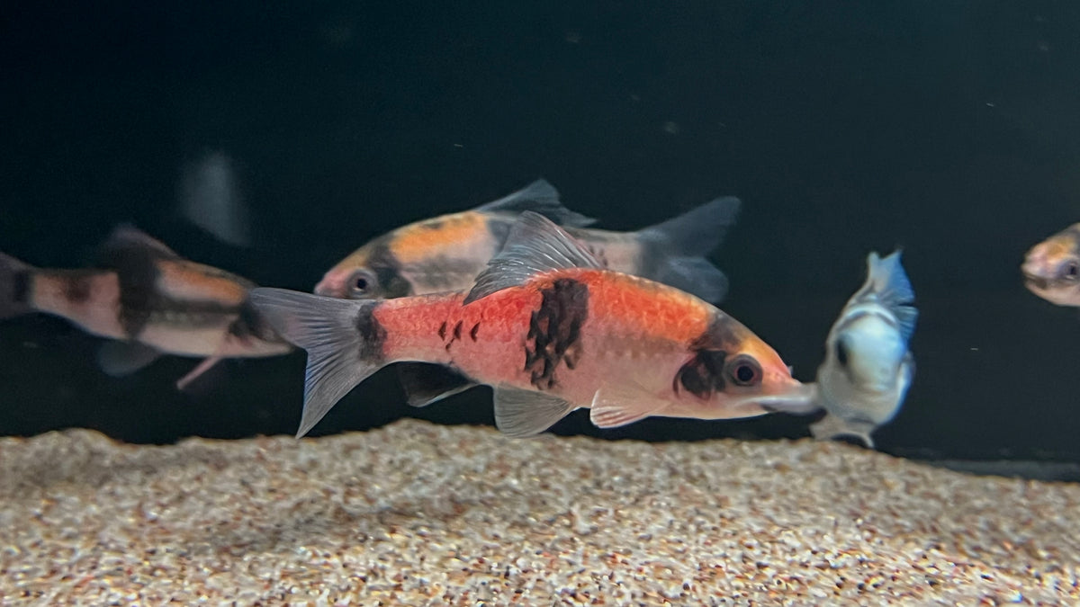 Red Panda Barb (Haludaria fasciata) – The Waterfront SLC
