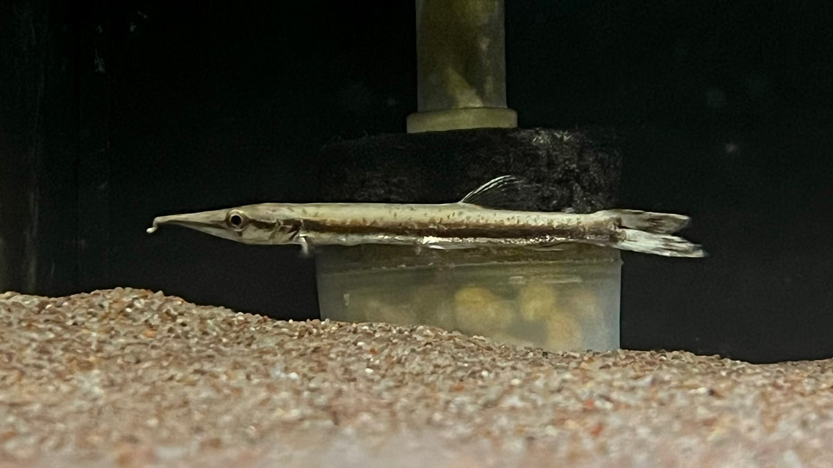 Marble Gar (Boulengerella maculata) - Small – The Waterfront SLC