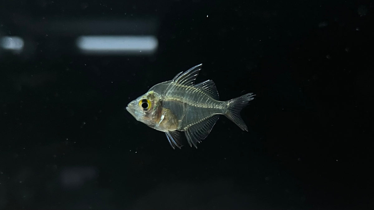 Ploeg's Glassfish (Gymnochanda ploegi) – The Waterfront SLC