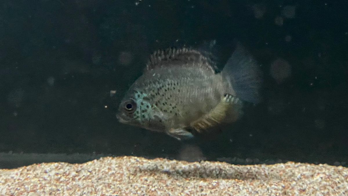 Blue Face Severum (Heros sp.) – The Waterfront SLC