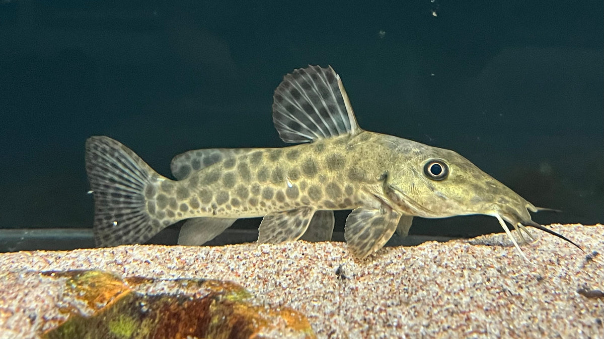 Giraffe Catfish (Auchenoglanis Occidentalis) – The Waterfront SLC