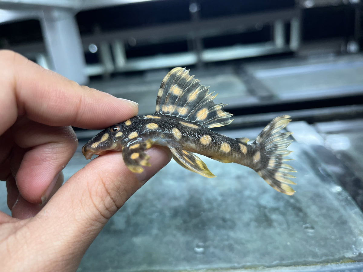 L-82 Opal Pleco (Scobinancistrus sp) – The Waterfront SLC
