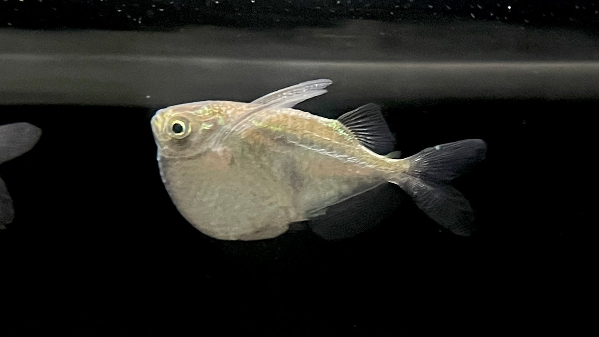 Silver Hatchet Fish (Thoracocharax stellatus) – The Waterfront SLC