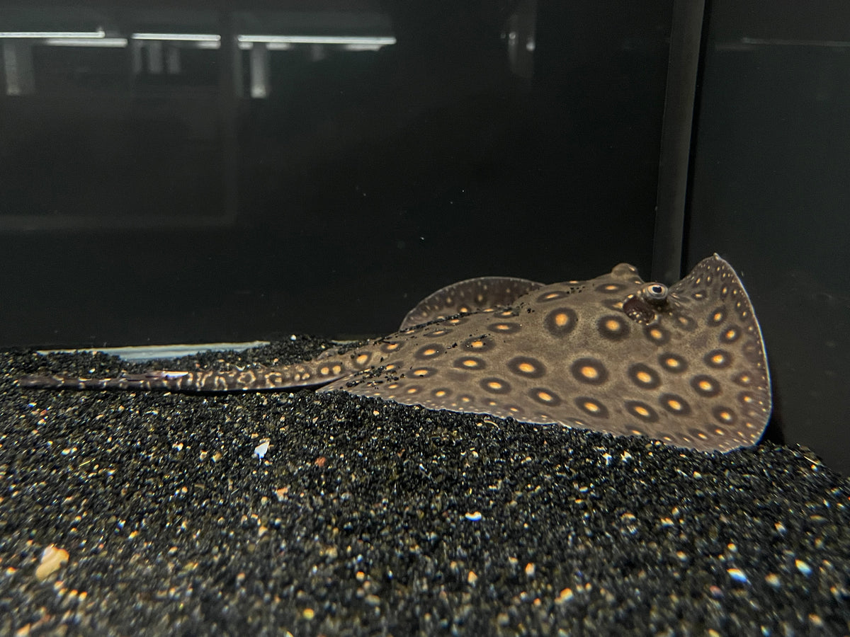 Motoro Stingray (Potamotrygon motoro) - WYSIWYG (CARGO ONLY) – The ...