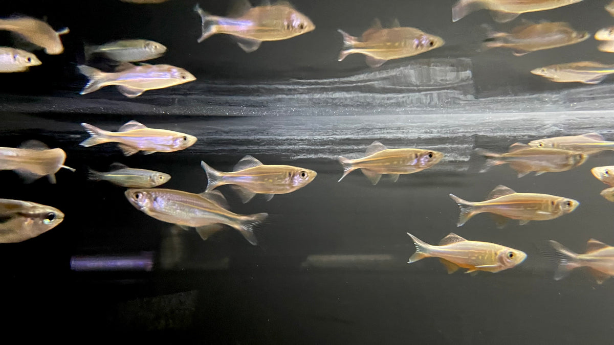 Giant Danio (Devario aequipinnatus) – The Waterfront SLC