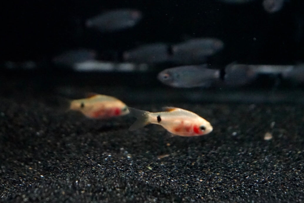 Red Glass Barb (Puntius conchonius) – The Waterfront SLC