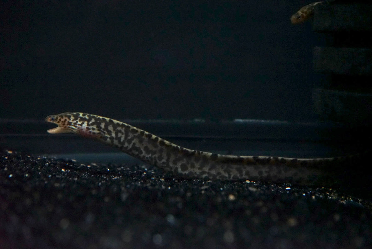 Tiger Moray (Gymnothorax polyuranodon) - Medium – The Waterfront SLC