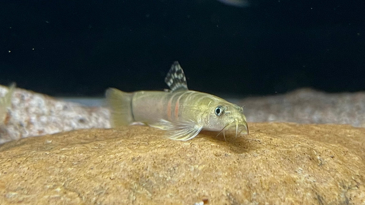 Sumo Loach (Schistura cf. balteata) – The Waterfront SLC
