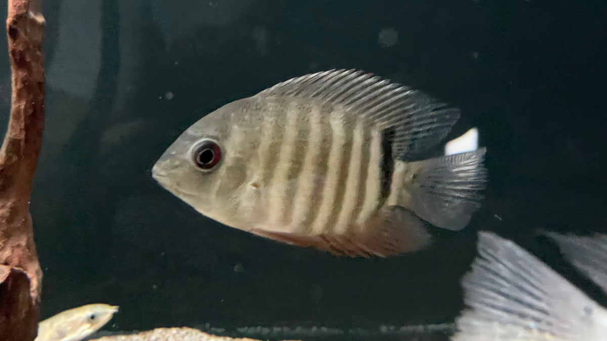 Mouthbrooding Severum (Heros liberifer) - MEDIUM – The Waterfront SLC