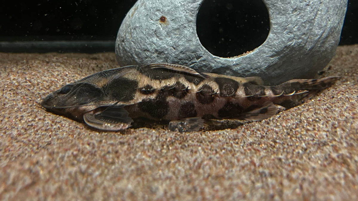 Irwini Catfish (Megalodoras Uranoscopus) - Medium – The Waterfront SLC