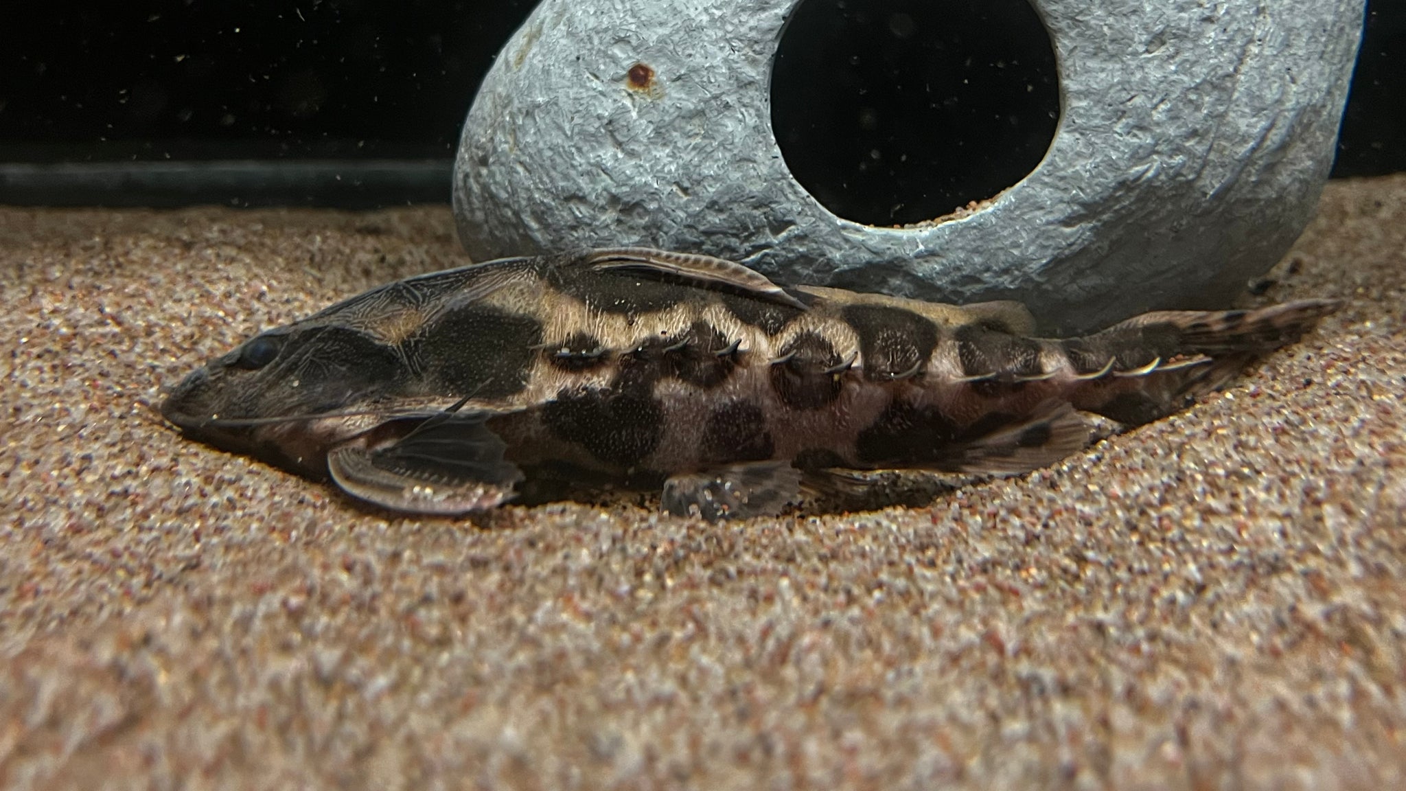 Irwini Catfish (Megalodoras Uranoscopus) - Medium – The Waterfront SLC