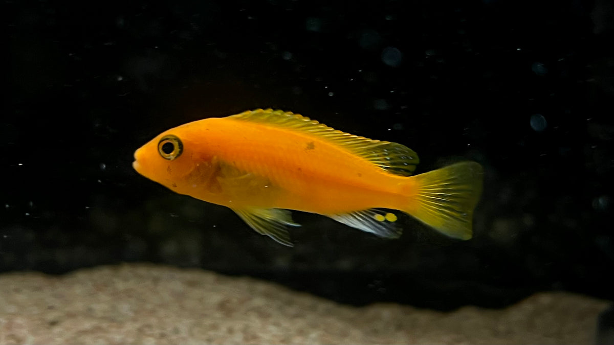 Red Zebra Mbuna (Metriaclima “zebra”) – The Waterfront SLC